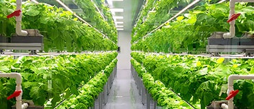 Indoor Farming Technology Market Report, Size, Trends & Insights